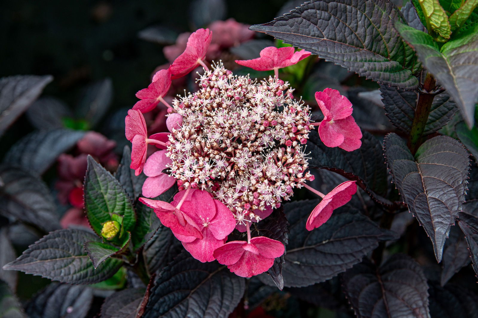 Tellerhortensie Daredevil® - Hydrangea serrata Daredevil® günstig kaufen