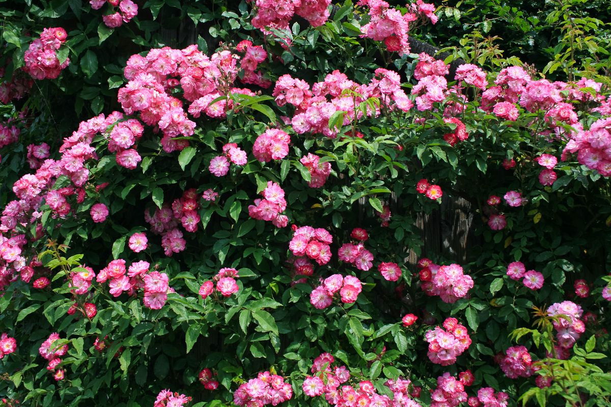 Rosa Filipes Kiftsgate Violett - Rosa Filipes Kiftsgate violett günstig ...