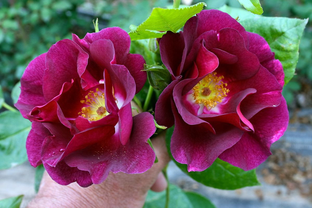 Rose Night Owl - Rosa Night Owl günstig kaufen