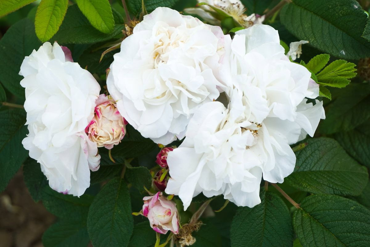 Apfel-Rose Louise Bugnet - Rosa rugosa Louise Bugnet günstig kaufen