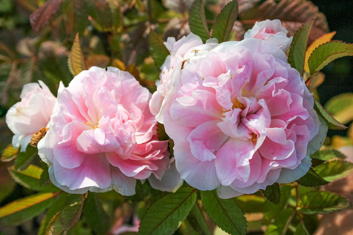 Apfel-Rose Martin Frobisher - Rosa rugosa Martin Frobisher günstig kaufen