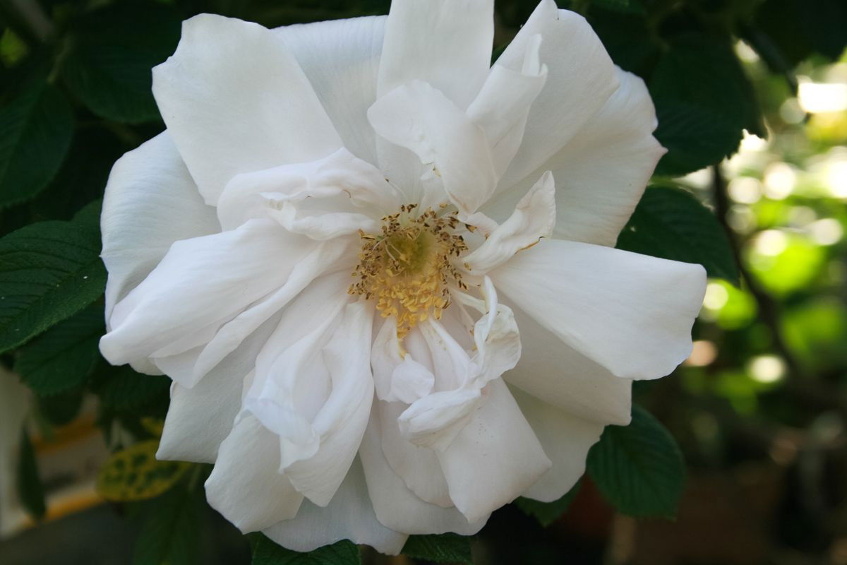 Rose Wild Goose - Rosa rugosa Wild Goose günstig kaufen