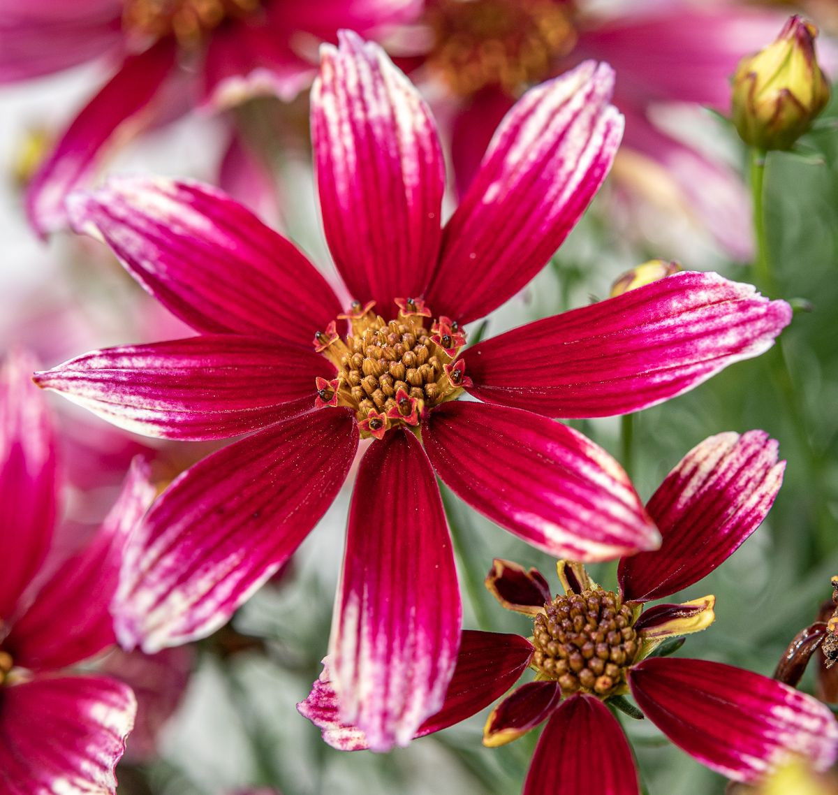Quirlblättriges Mädchenauge Sunstar Rose - Coreopsis verticillata ...