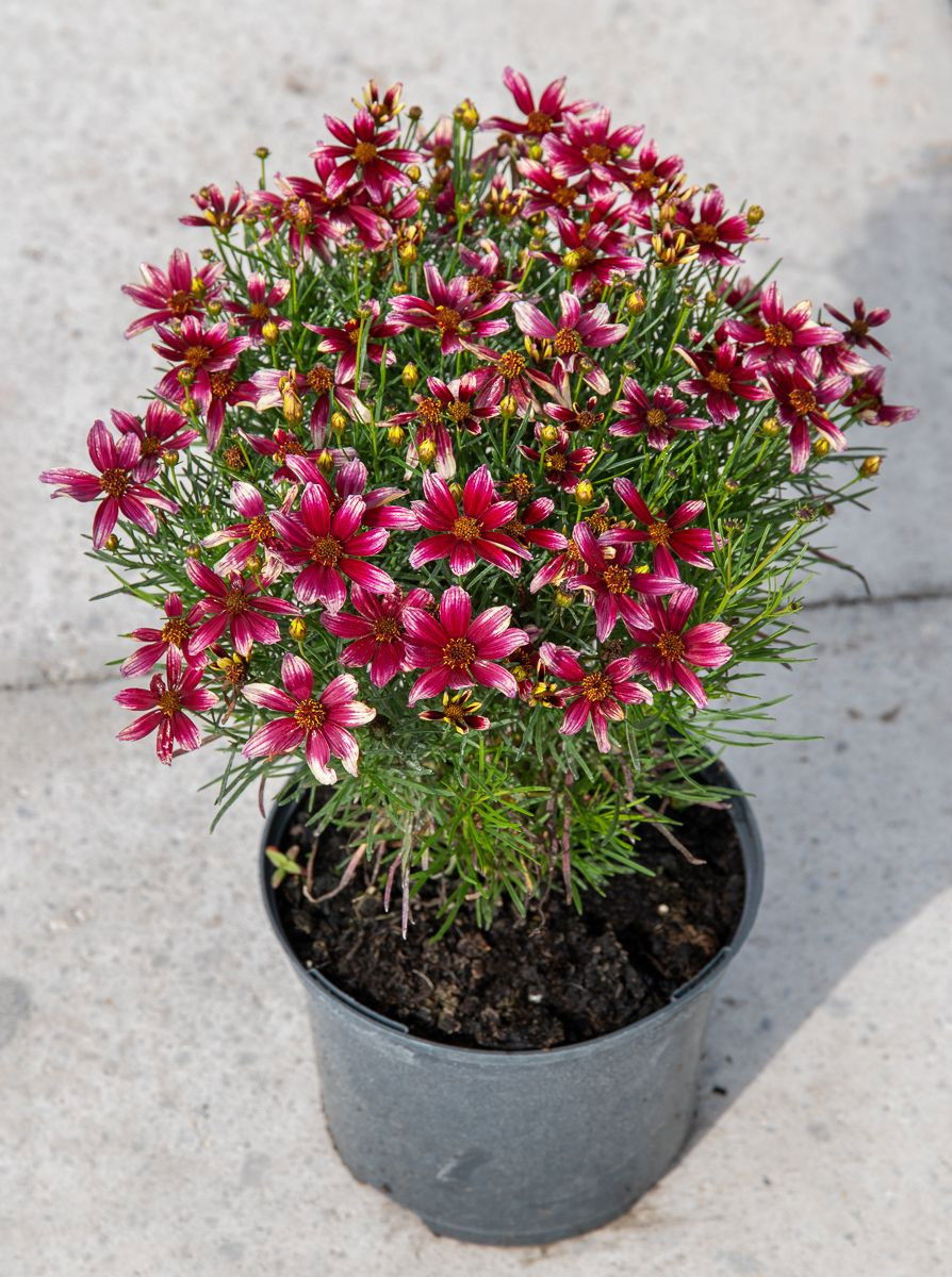 Quirlblättriges Mädchenauge Sunstar Rose - Coreopsis verticillata ...