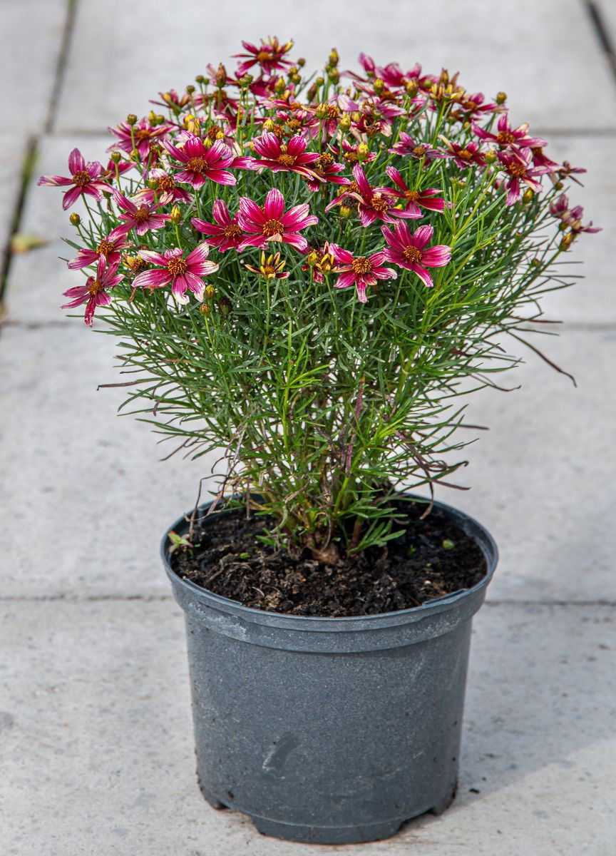 Quirlblättriges Mädchenauge Sunstar Rose - Coreopsis verticillata ...