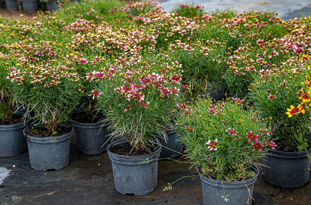 Quirlblättriges Mädchenauge Sunstar Rose - Coreopsis verticillata ...