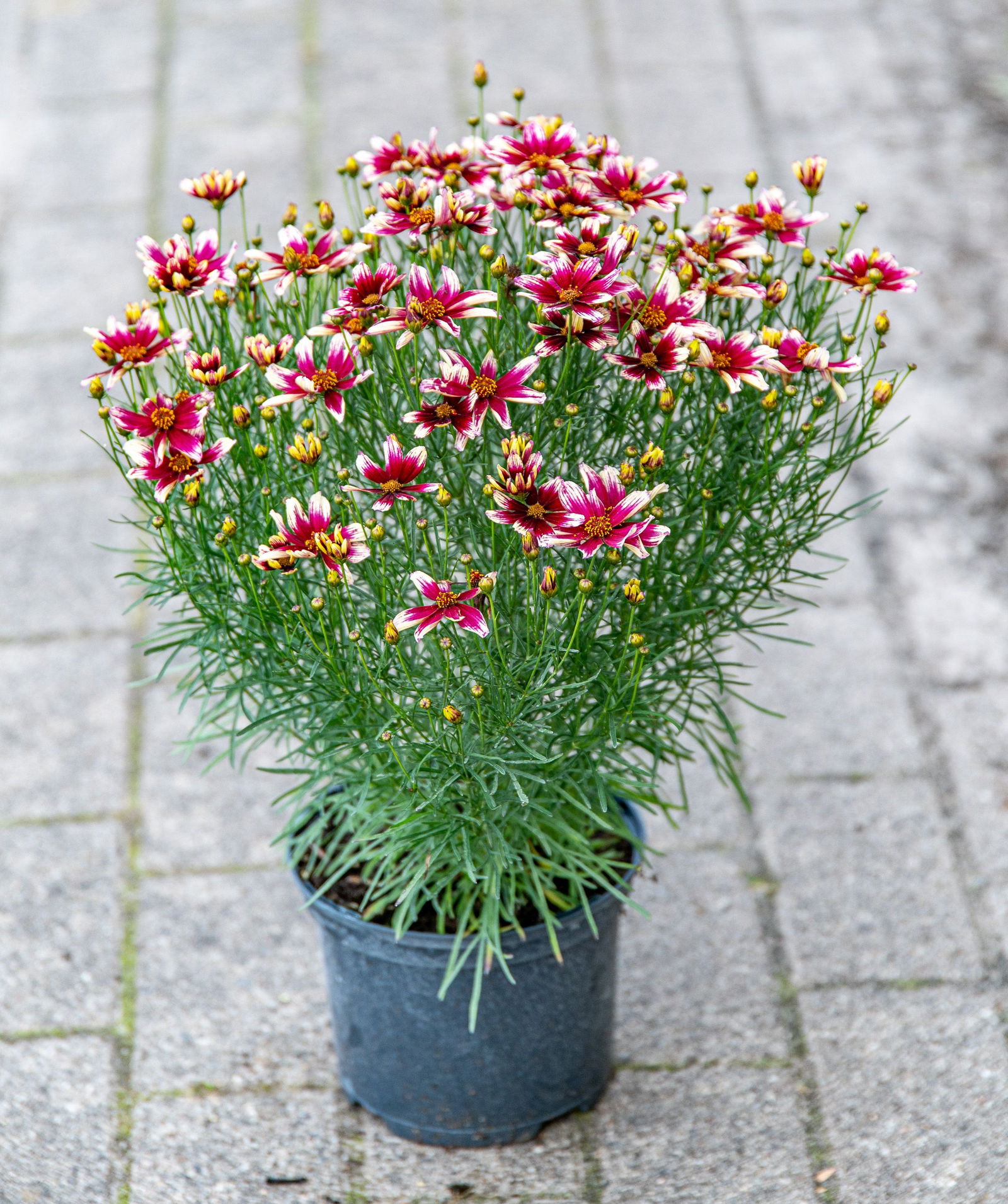 Quirlblättriges Mädchenauge Sunstar Rose - Coreopsis verticillata ...