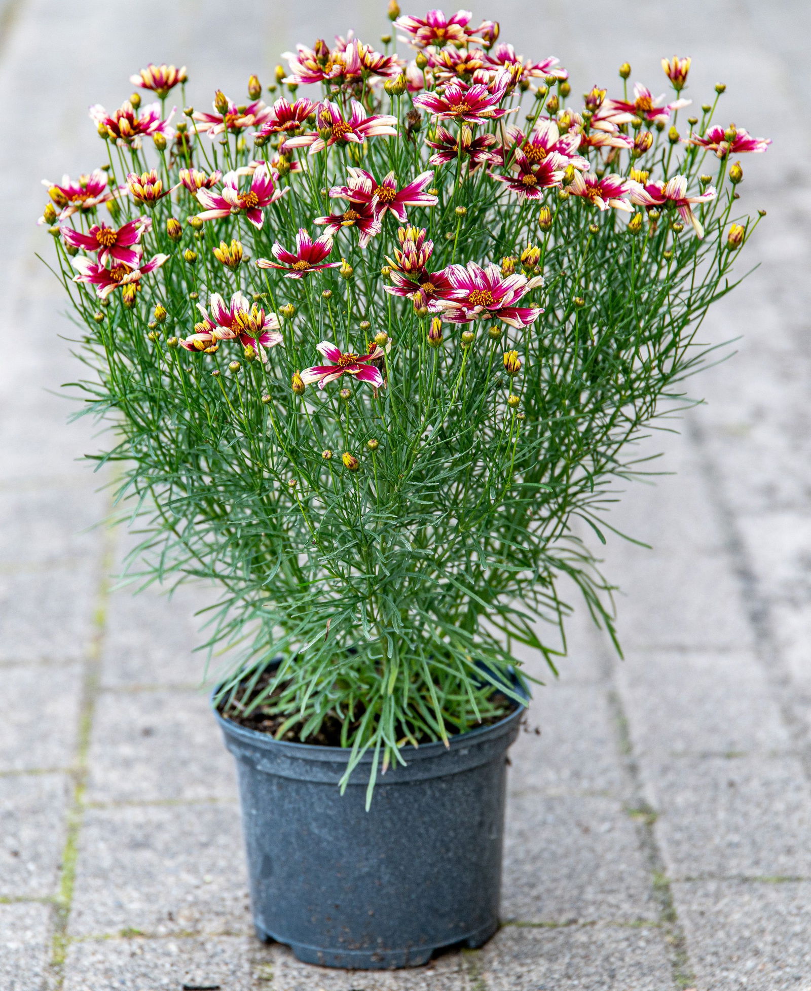 Quirlblättriges Mädchenauge Sunstar Rose - Coreopsis verticillata ...