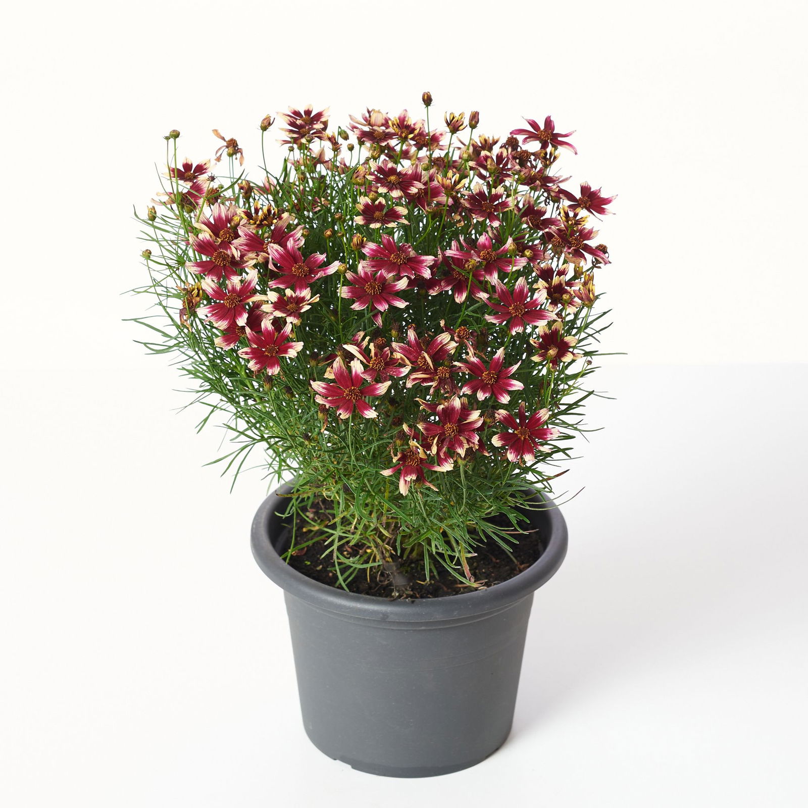 Quirlblättriges Mädchenauge Sunstar Rose - Coreopsis verticillata ...