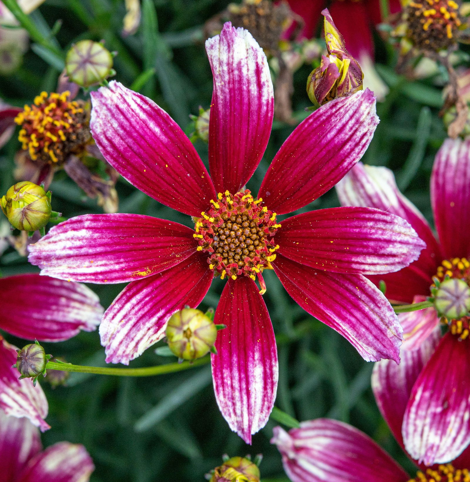 Quirlblättriges Mädchenauge Sunstar Rose - Coreopsis verticillata ...