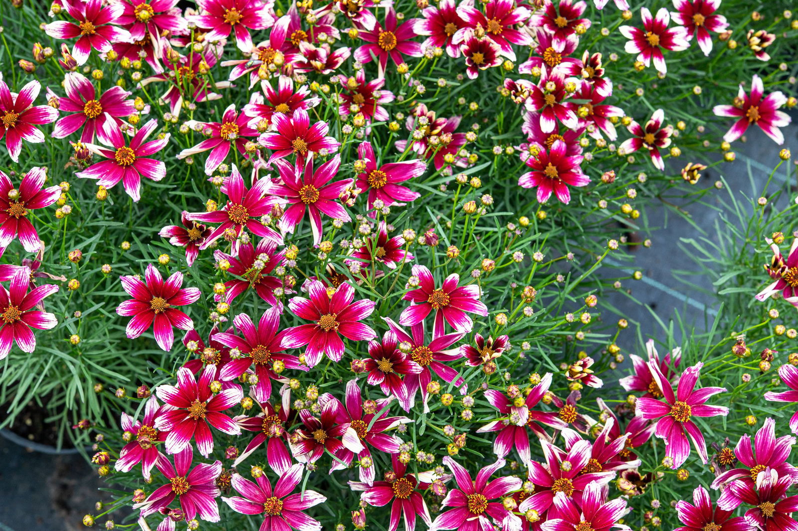 Quirlblättriges Mädchenauge Sunstar Rose - Coreopsis verticillata ...