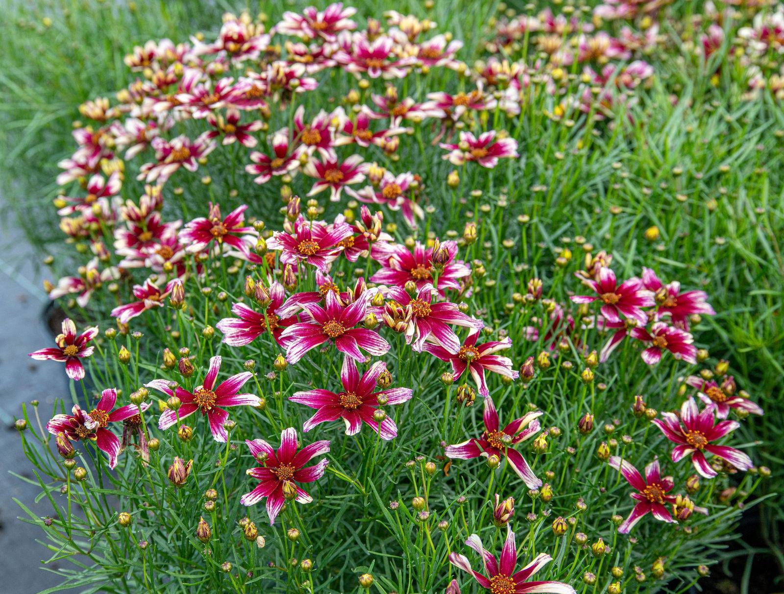 Quirlblättriges Mädchenauge Sunstar Rose - Coreopsis verticillata ...