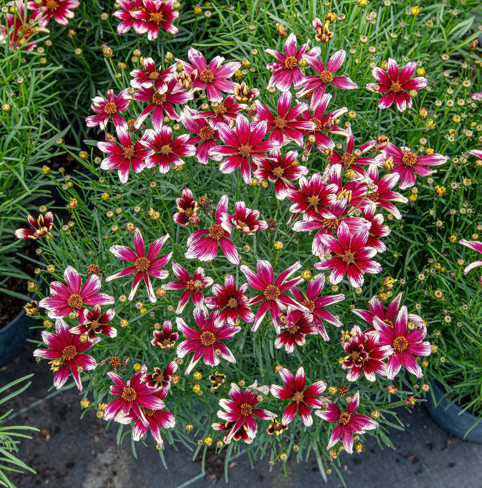 Quirlblättriges Mädchenauge Sunstar Rose - Coreopsis verticillata ...