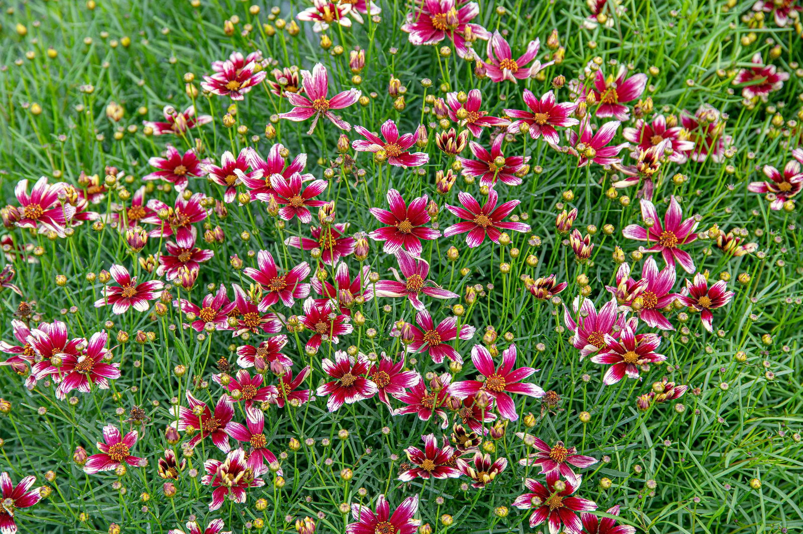 Quirlblättriges Mädchenauge Sunstar Rose - Coreopsis verticillata ...