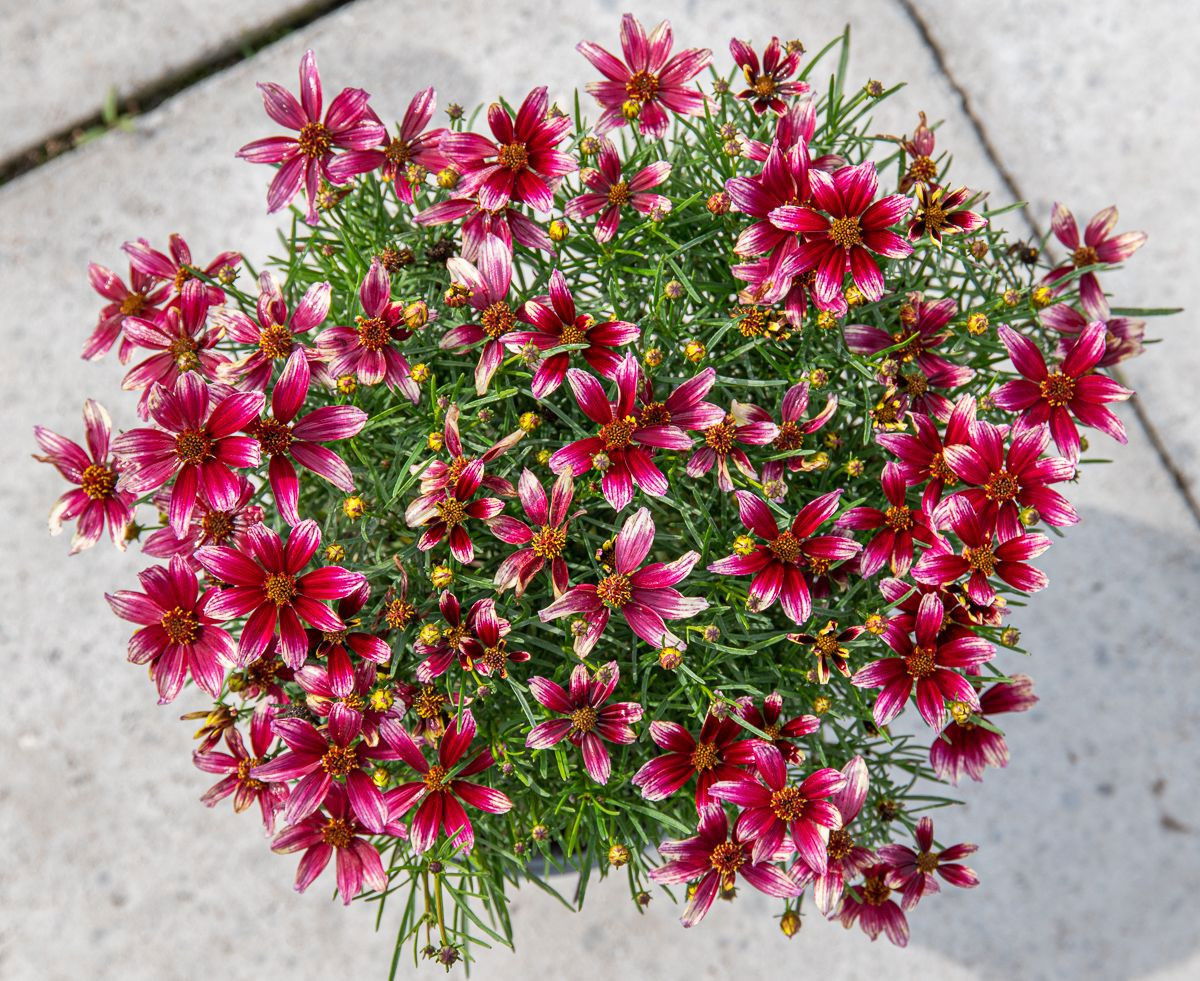 Quirlblättriges Mädchenauge Sunstar Rose - Coreopsis verticillata ...
