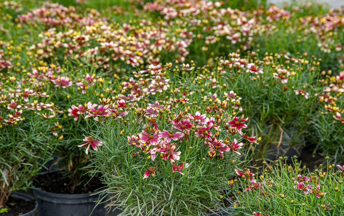 Quirlblättriges Mädchenauge Sunstar Rose - Coreopsis verticillata ...