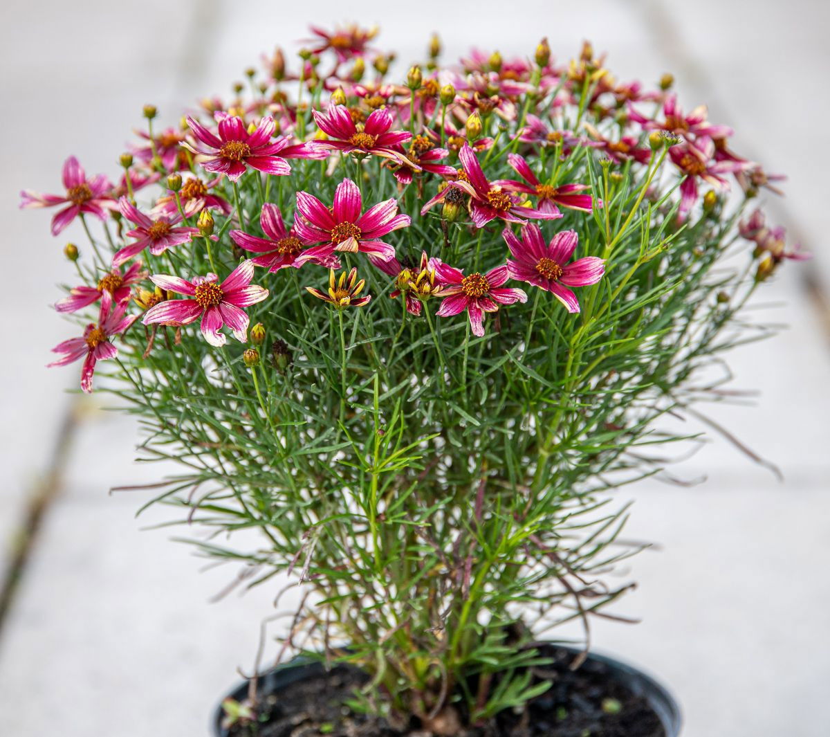 Quirlblättriges Mädchenauge Sunstar Rose - Coreopsis verticillata ...
