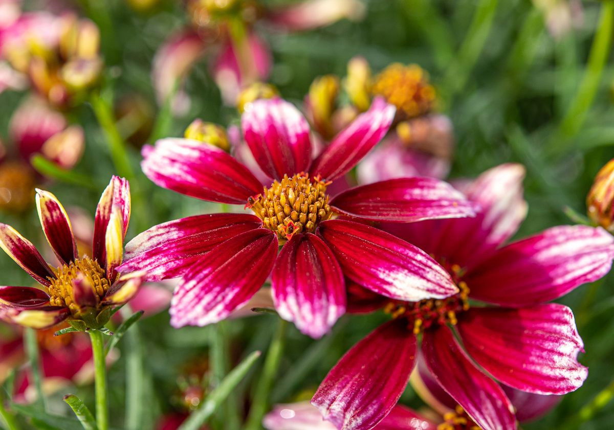 Quirlblättriges Mädchenauge Sunstar Rose - Coreopsis verticillata ...