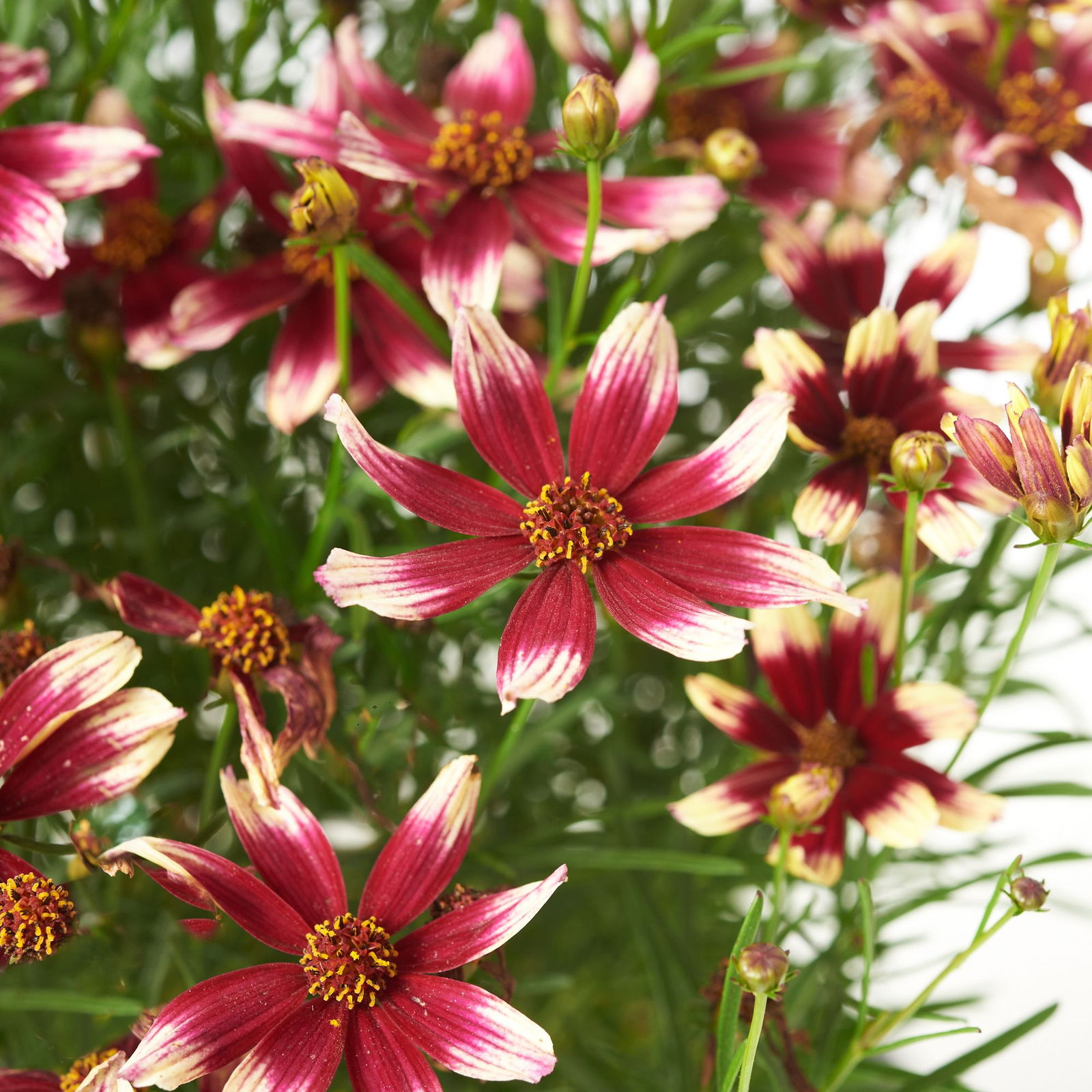 Quirlblättriges Mädchenauge Sunstar Rose - Coreopsis verticillata ...