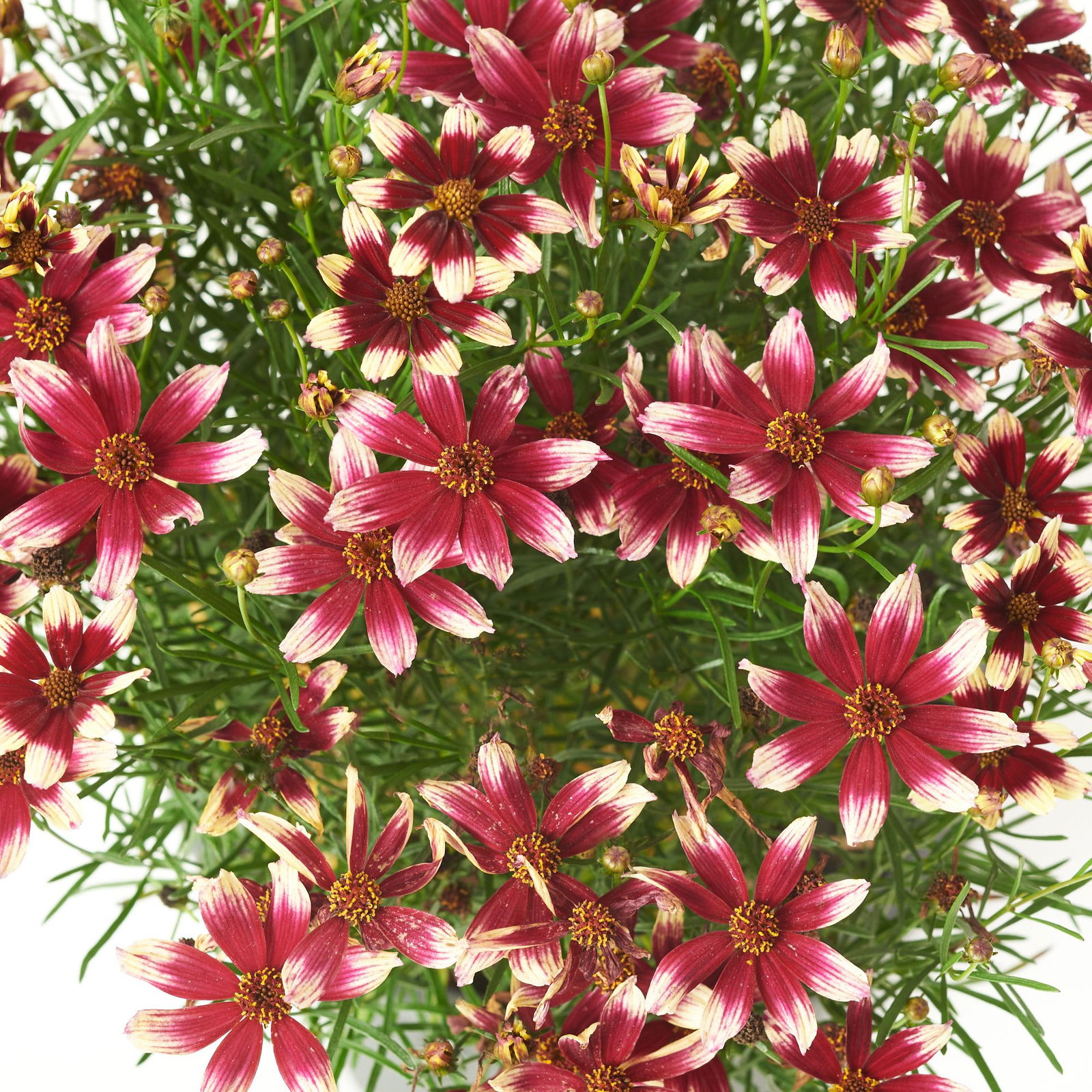 Quirlblättriges Mädchenauge Sunstar Rose - Coreopsis verticillata ...