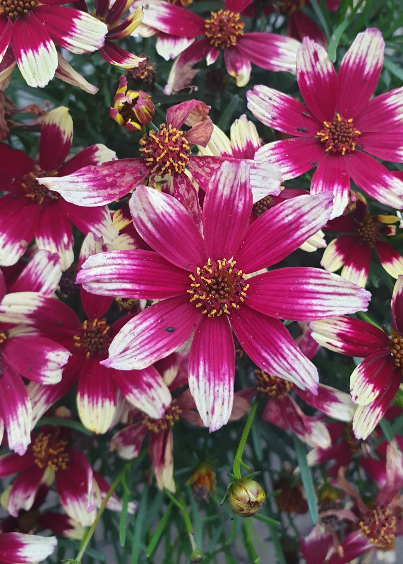 Quirlblättriges Mädchenauge Sunstar Rose - Coreopsis verticillata ...