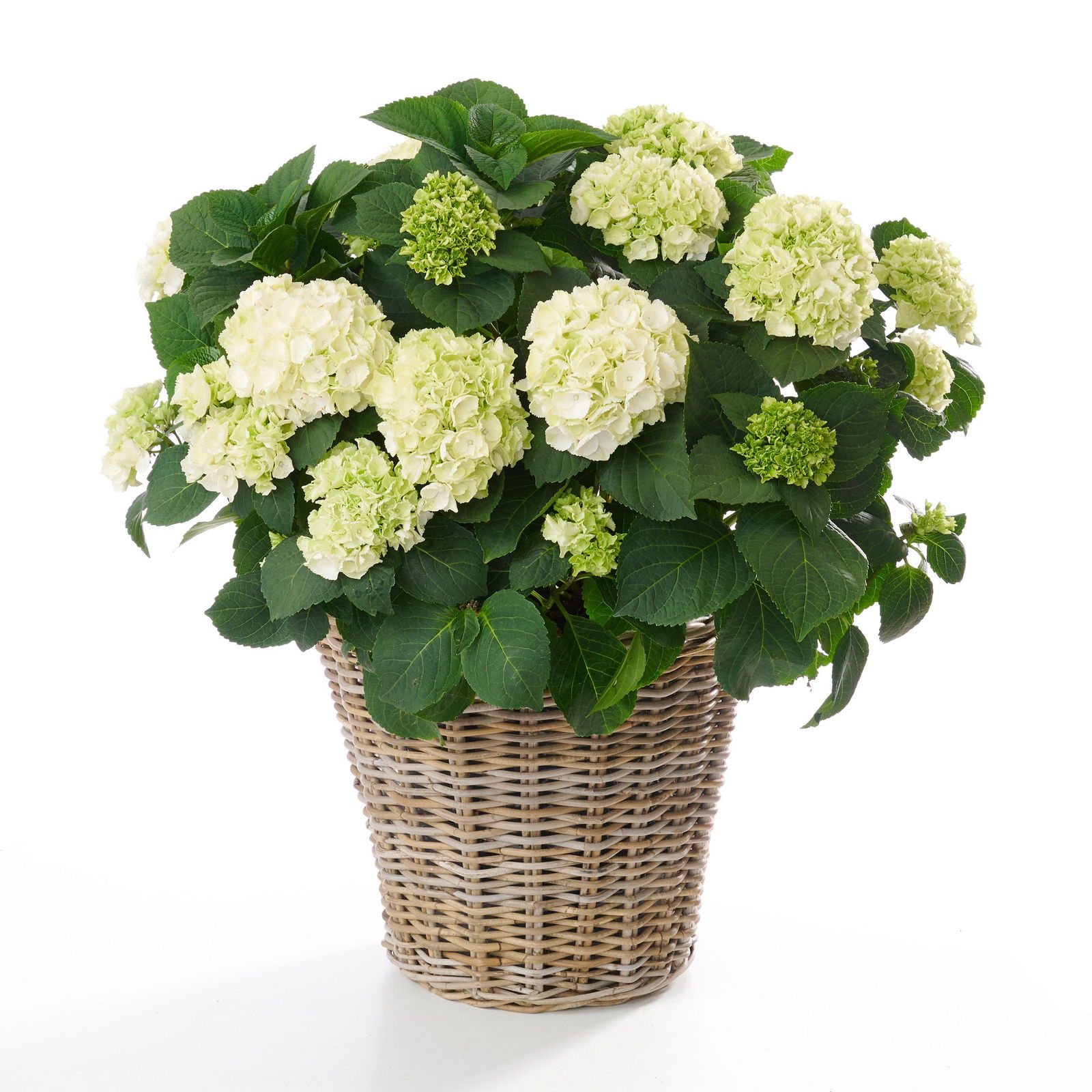 Hortensie Ice Girl - Hydrangea macrophylla Ice Girl günstig kaufen