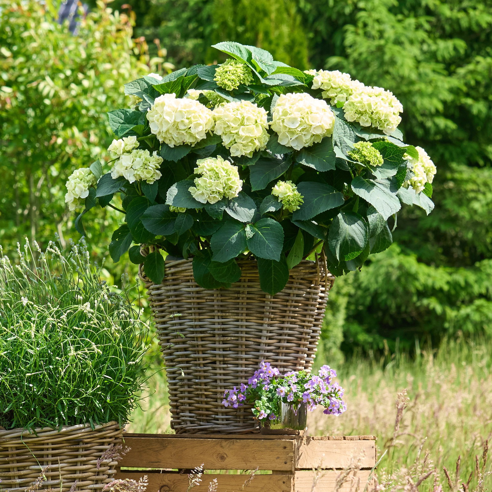 Hortensie Ice Girl - Hydrangea macrophylla Ice Girl günstig kaufen