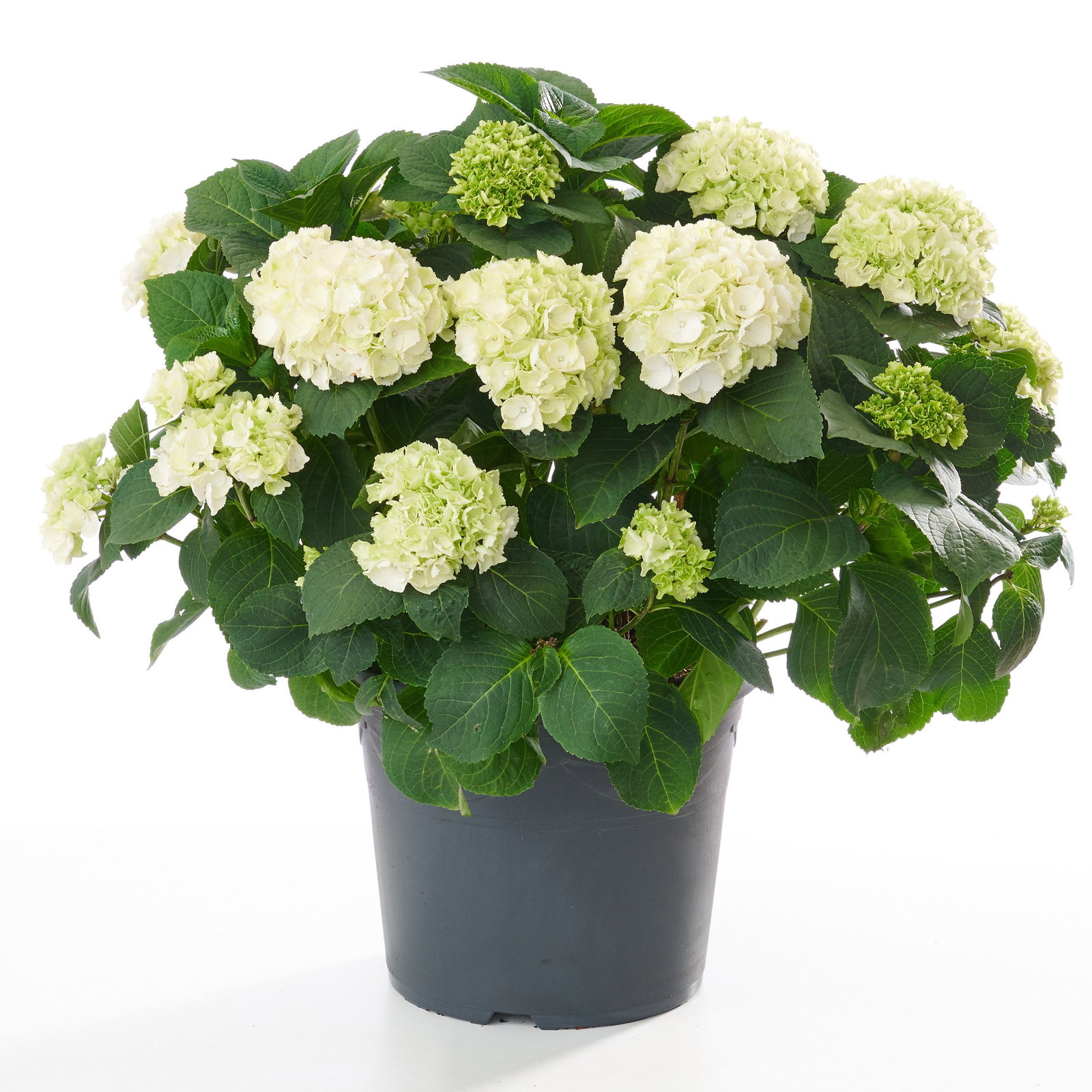 Hortensie Ice Girl - Hydrangea macrophylla Ice Girl günstig kaufen