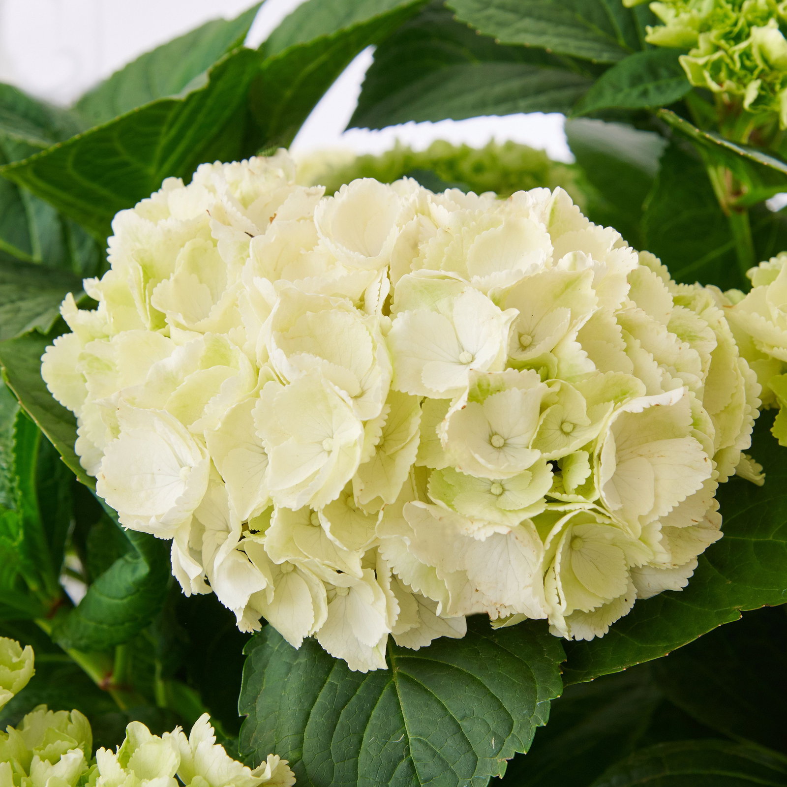 Hortensie Ice Girl - Hydrangea macrophylla Ice Girl günstig kaufen
