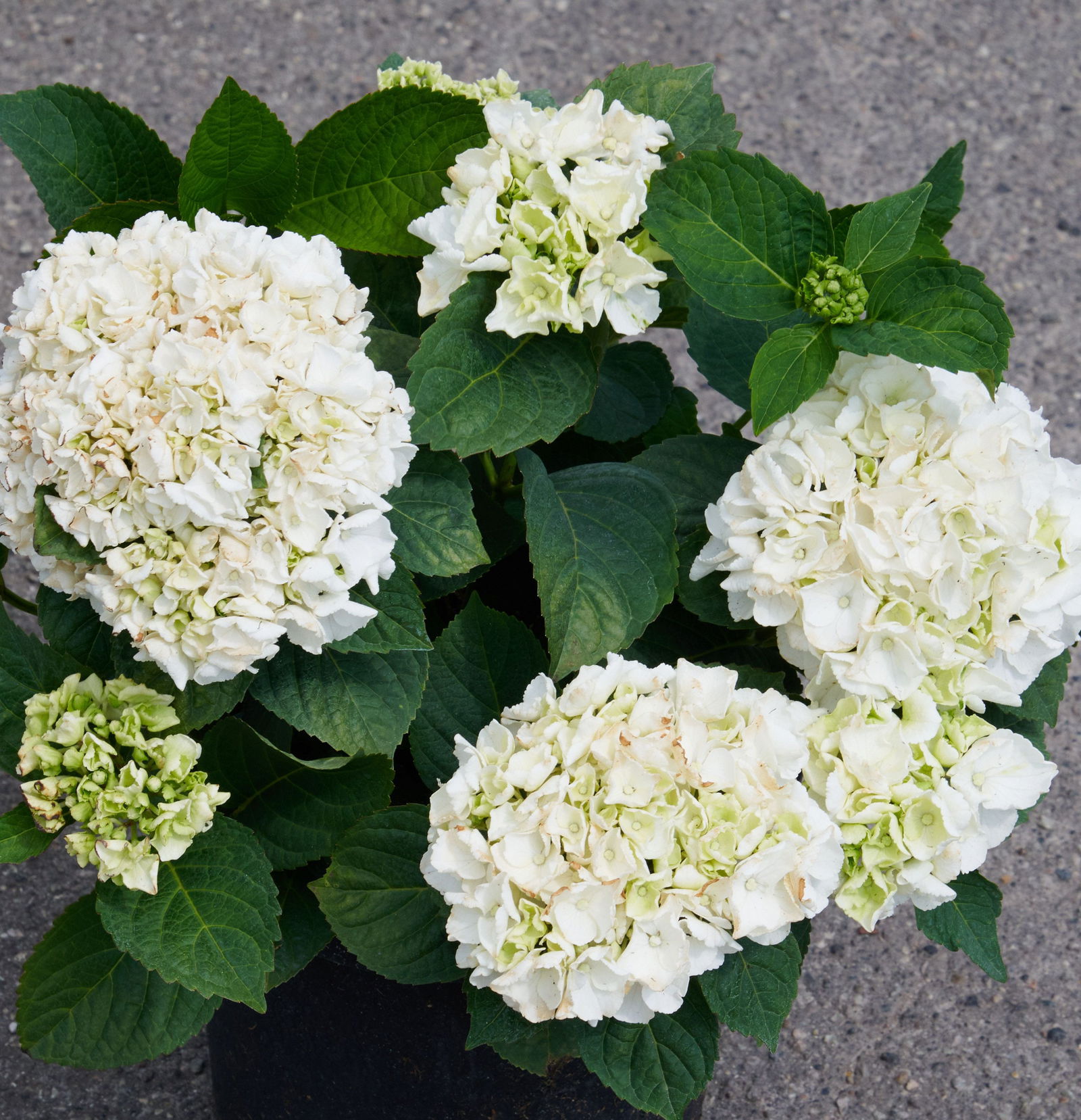 Hortensie Ice Girl - Hydrangea macrophylla Ice Girl günstig kaufen