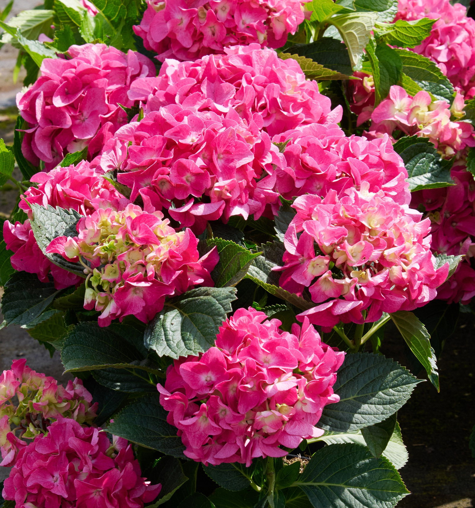 Hortensie Marine Pink - Hydrangea macrophylla Marine Pink günstig kaufen