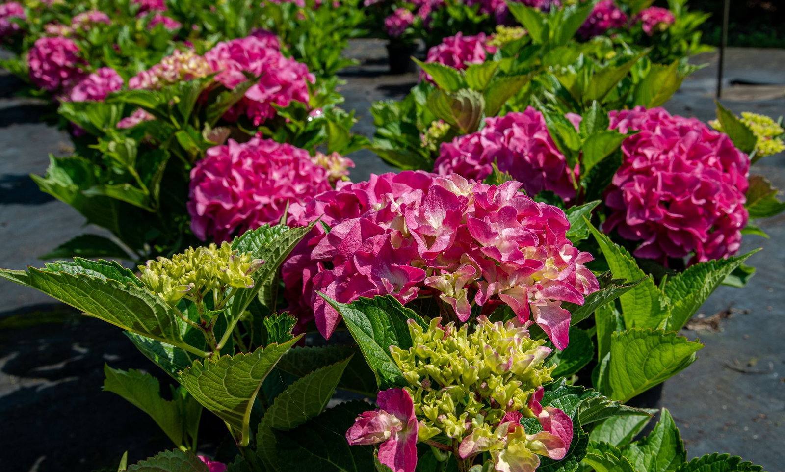 Hortensie Marine Pink - Hydrangea macrophylla Marine Pink günstig kaufen