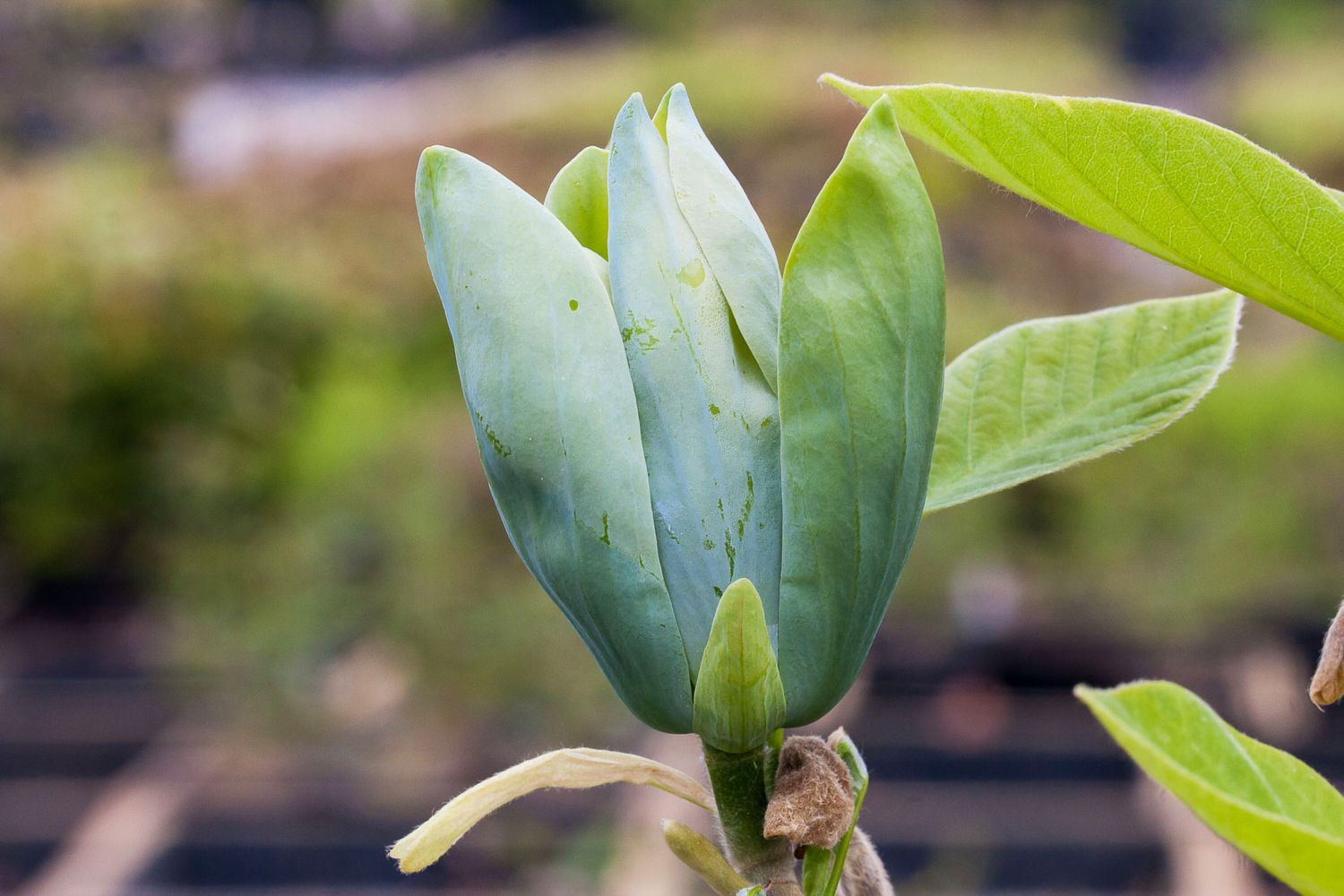 Magnolie Blue Baby - Magnolia Blue Baby günstig kaufen