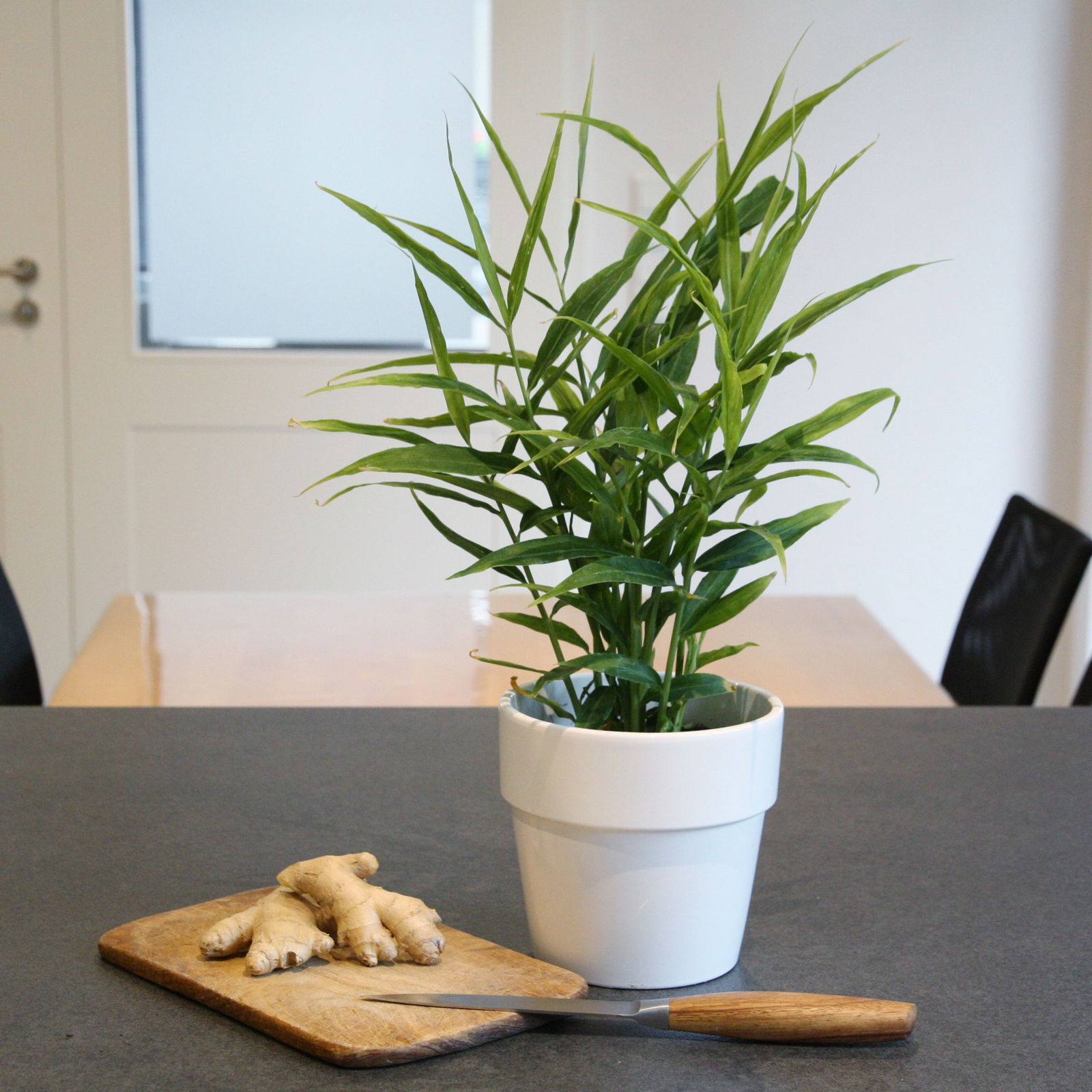 Bio Blu Echter Ingwer - Blu Zingiber officinale günstig kaufen