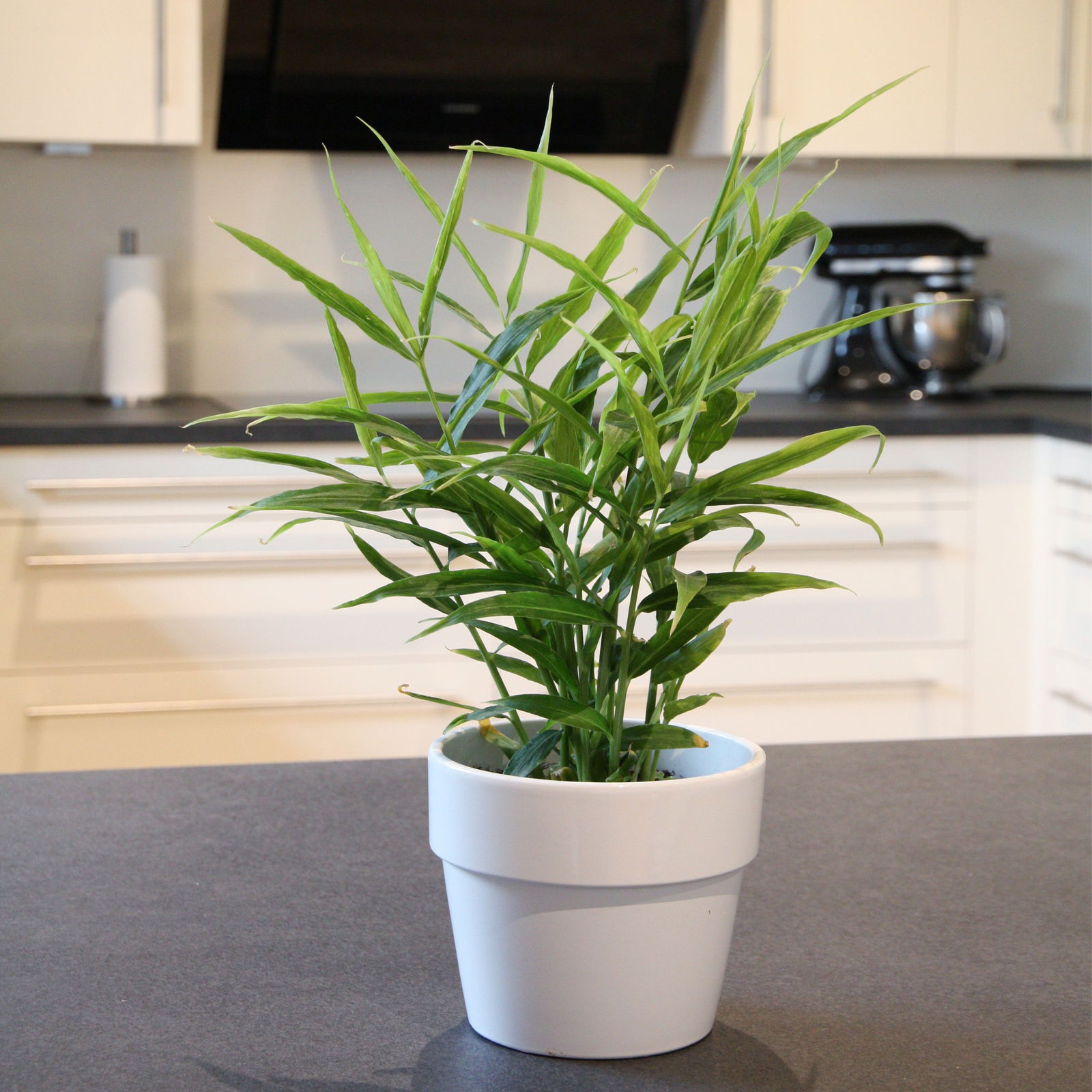 Bio Blu Echter Ingwer - Blu Zingiber officinale günstig kaufen