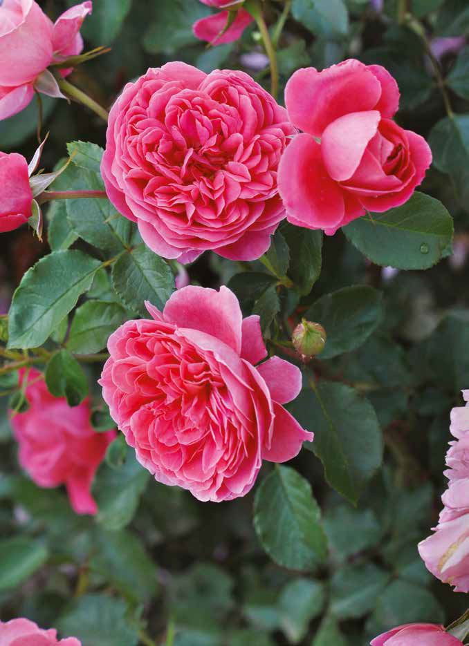 Rose Raspberry - Rosa Raspberry günstig kaufen