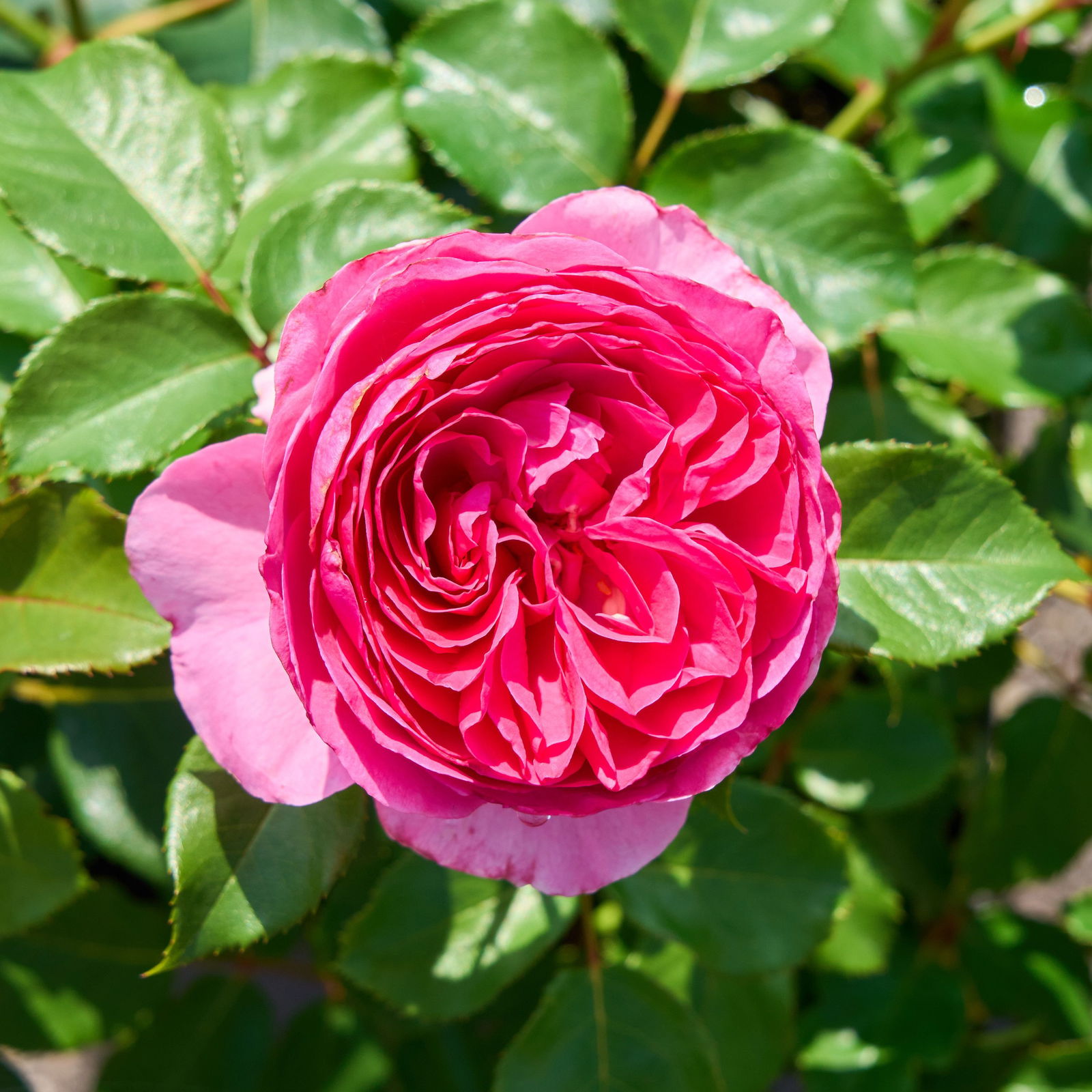 Rose Raspberry - Rosa Raspberry günstig kaufen