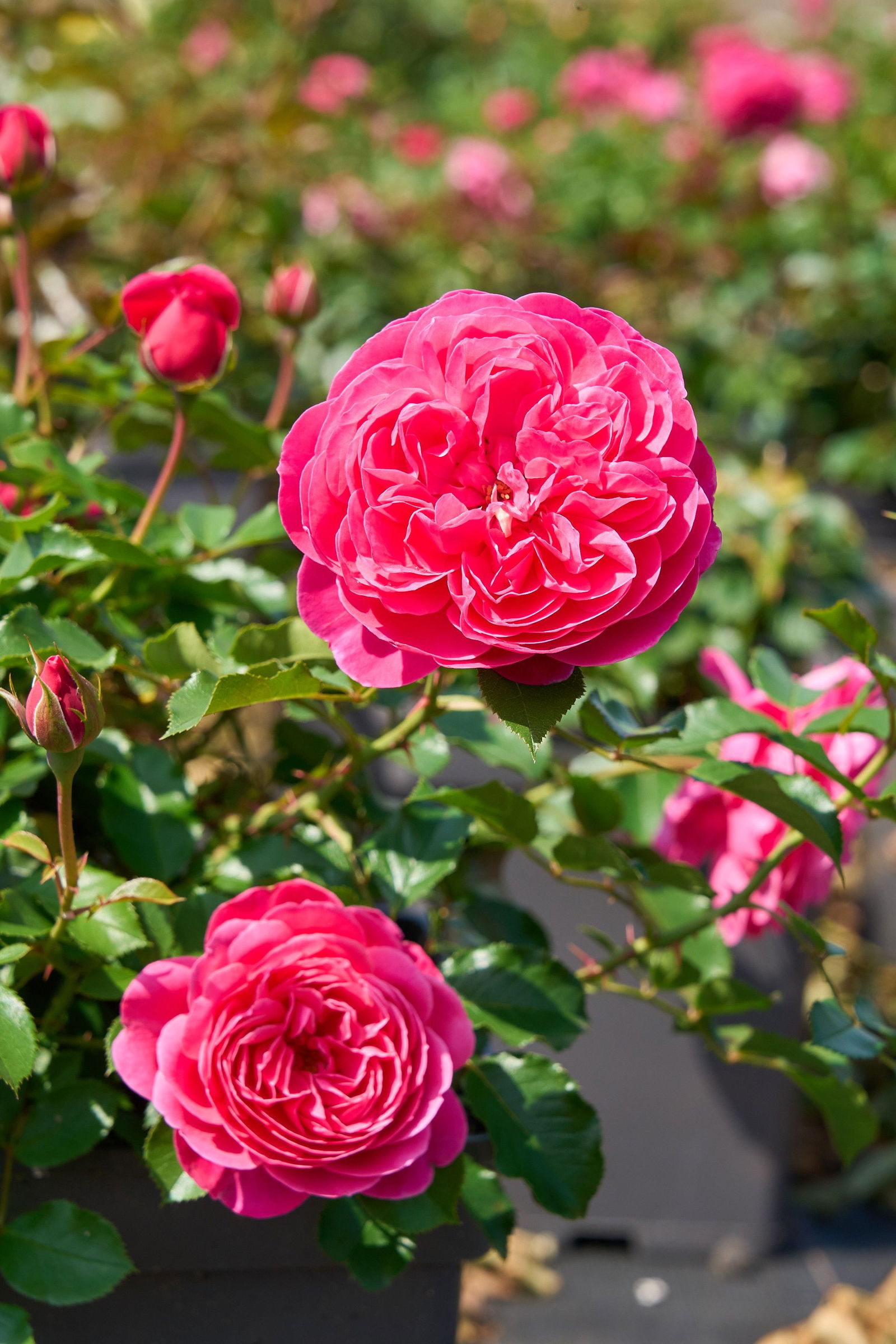 Rose Raspberry - Rosa Raspberry günstig kaufen