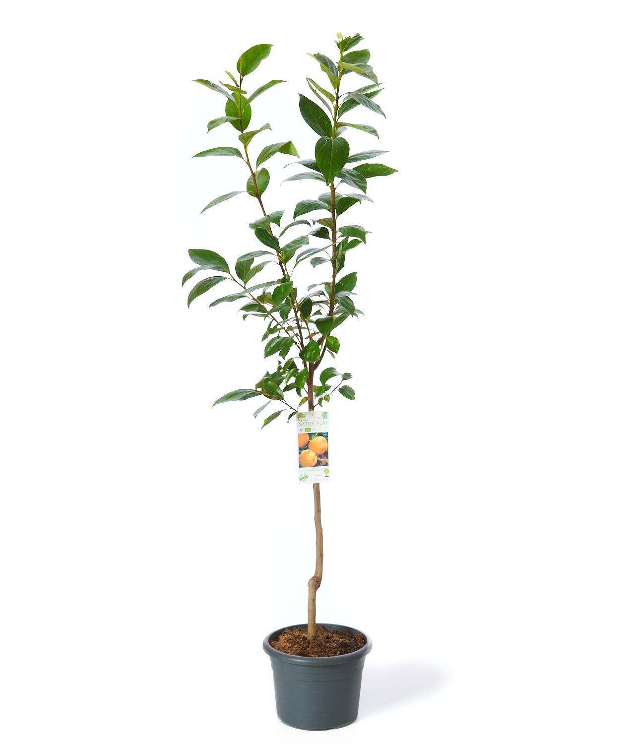 Bio Kaki Rojo Brillante - Bio Diospyros kaki Rojo Brillante günstig kaufen