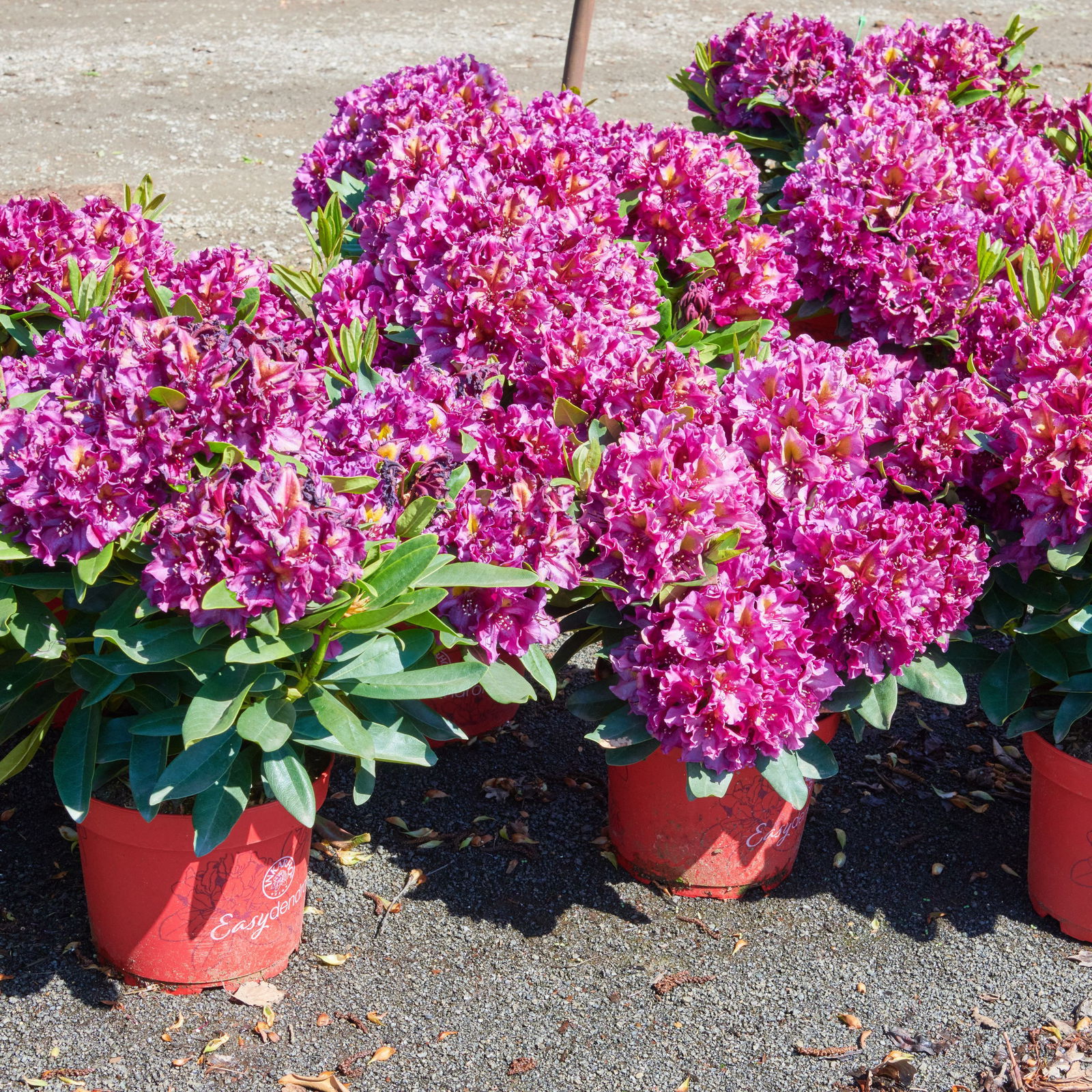 Rhododendron September Blues - Rhododendron Hybride September Blues ...