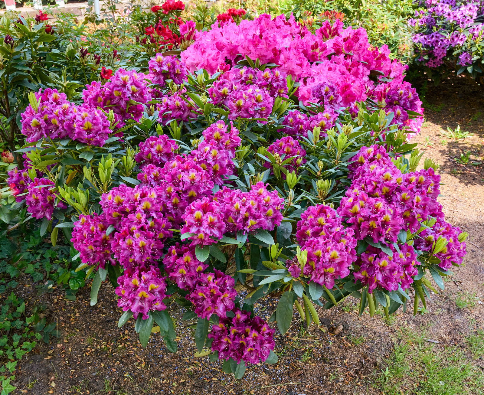 Rhododendron September Blues - Rhododendron Hybride September Blues ...