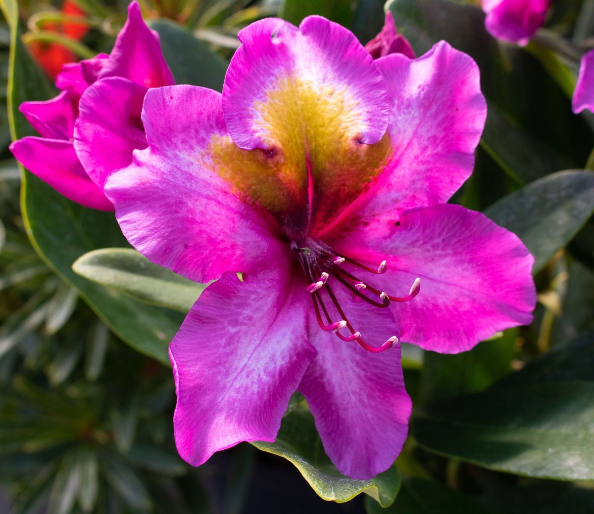 Rhododendron September Blues - Rhododendron Hybride September Blues ...