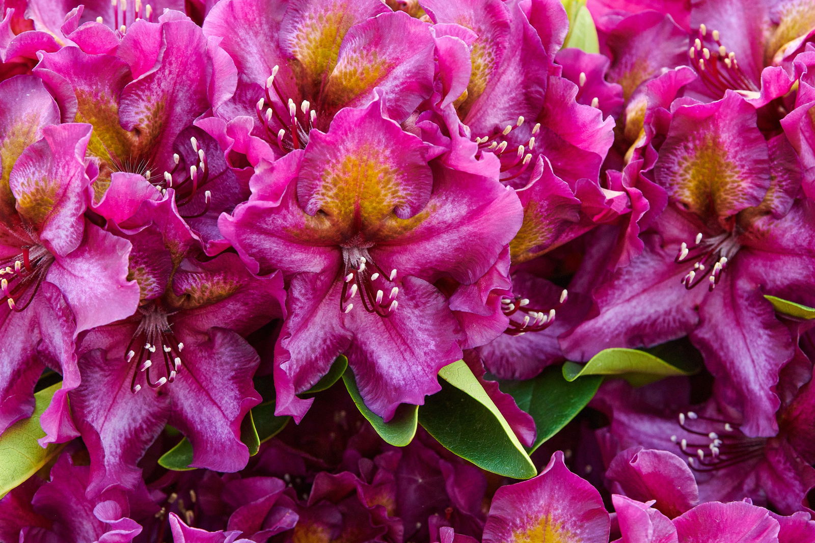 Rhododendron September Blues - Rhododendron Hybride September Blues ...