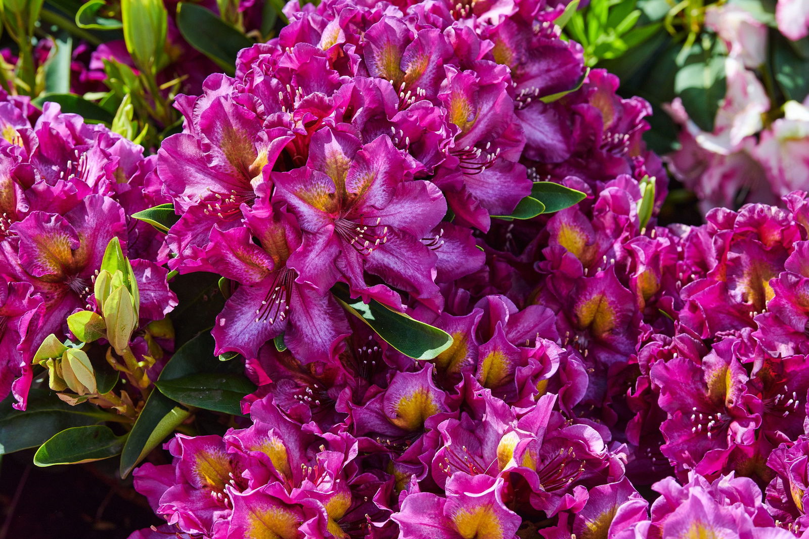 Rhododendron September Blues - Rhododendron Hybride September Blues ...