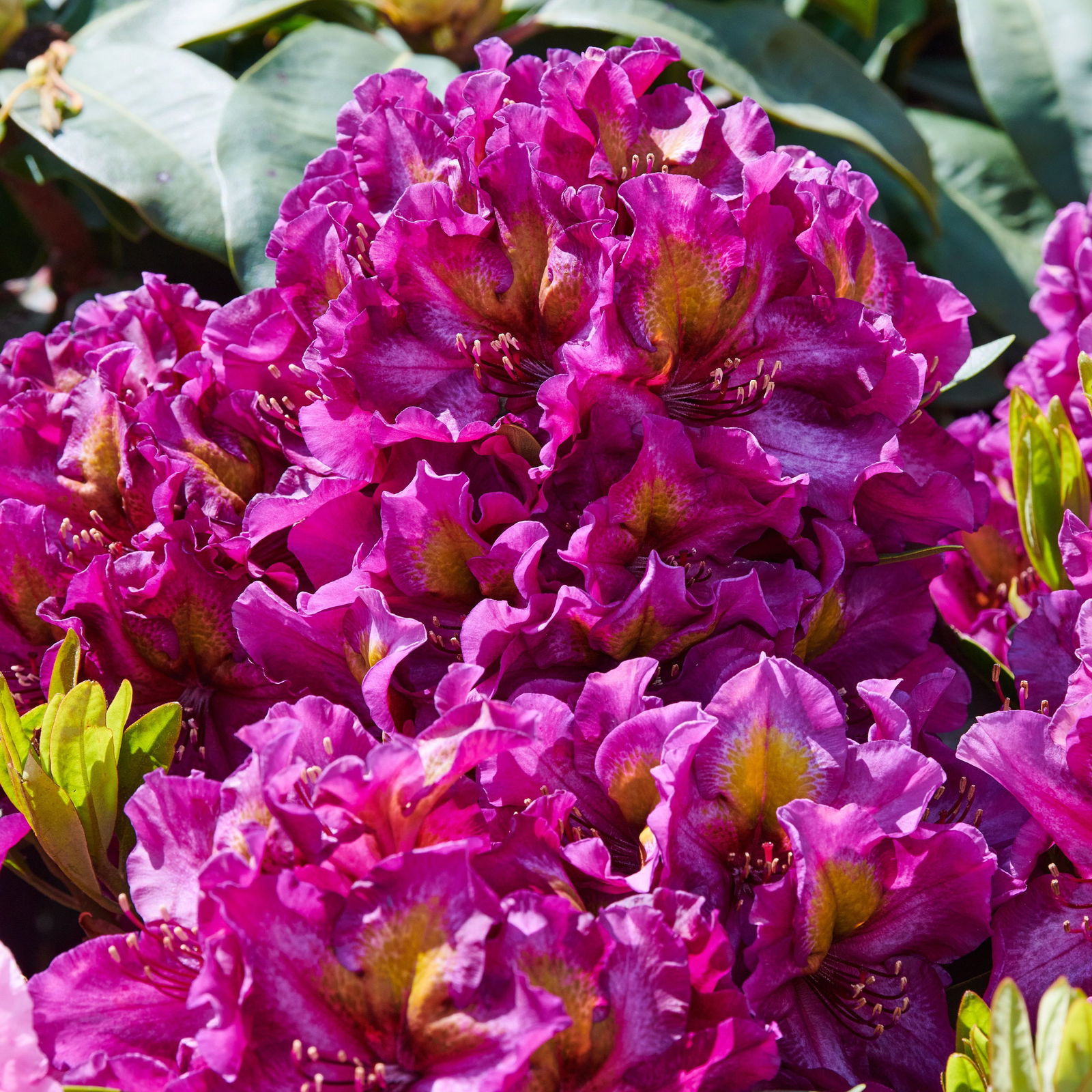 Rhododendron September Blues - Rhododendron Hybride September Blues ...