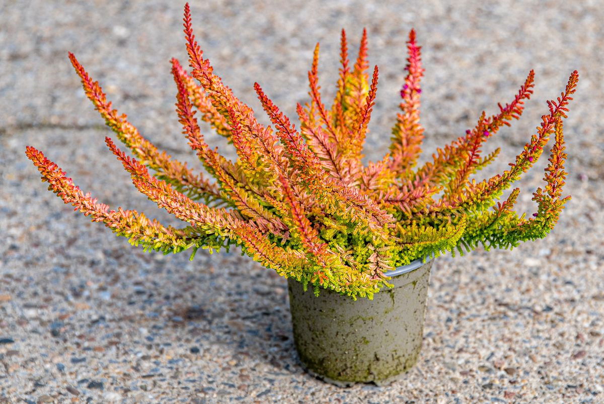 Besenheide Seastar® - Calluna vulgaris Seastar® günstig kaufen