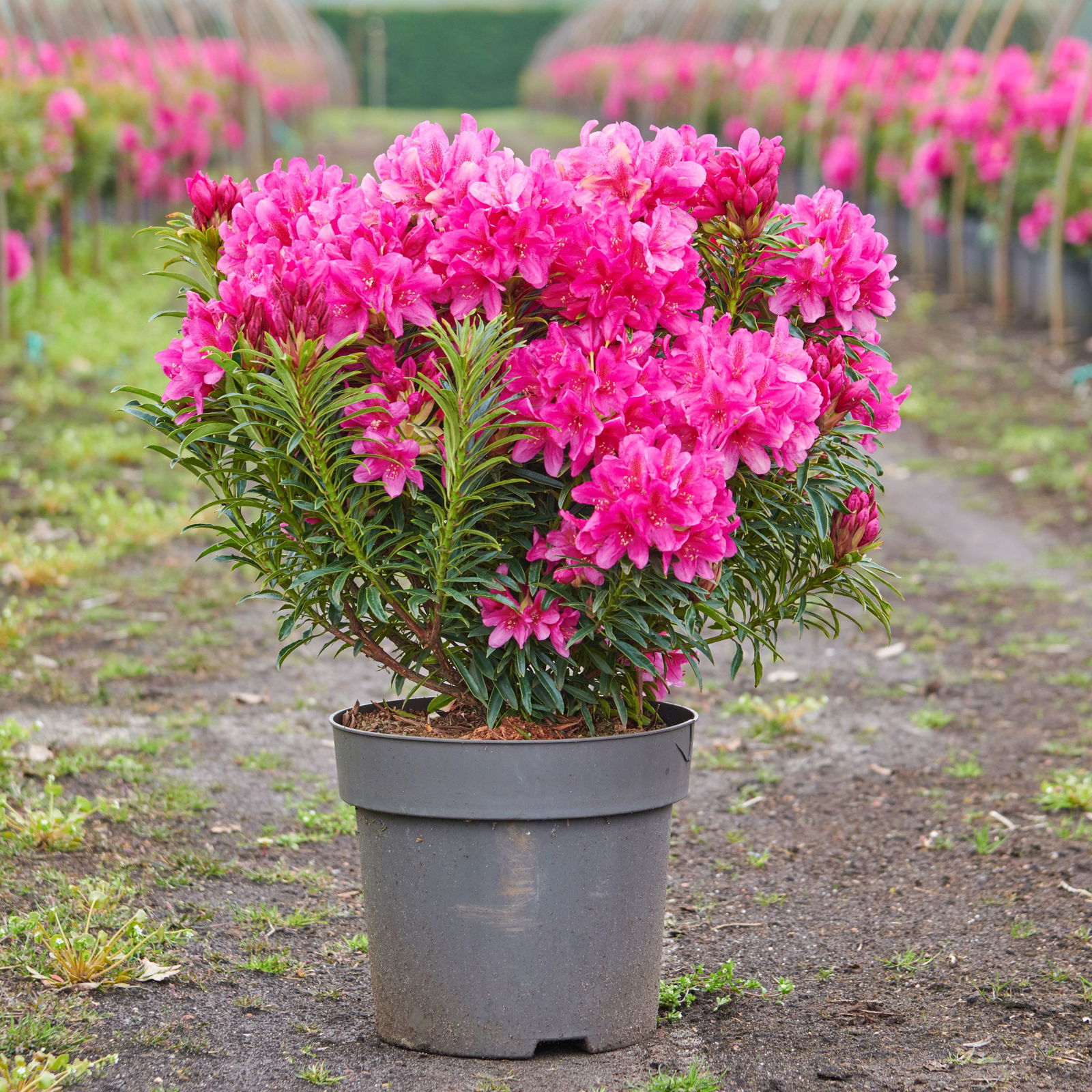 Rhododendron Grazeasy® Dark Pink - Rhododendron ponticum Grazeasy® Dark ...