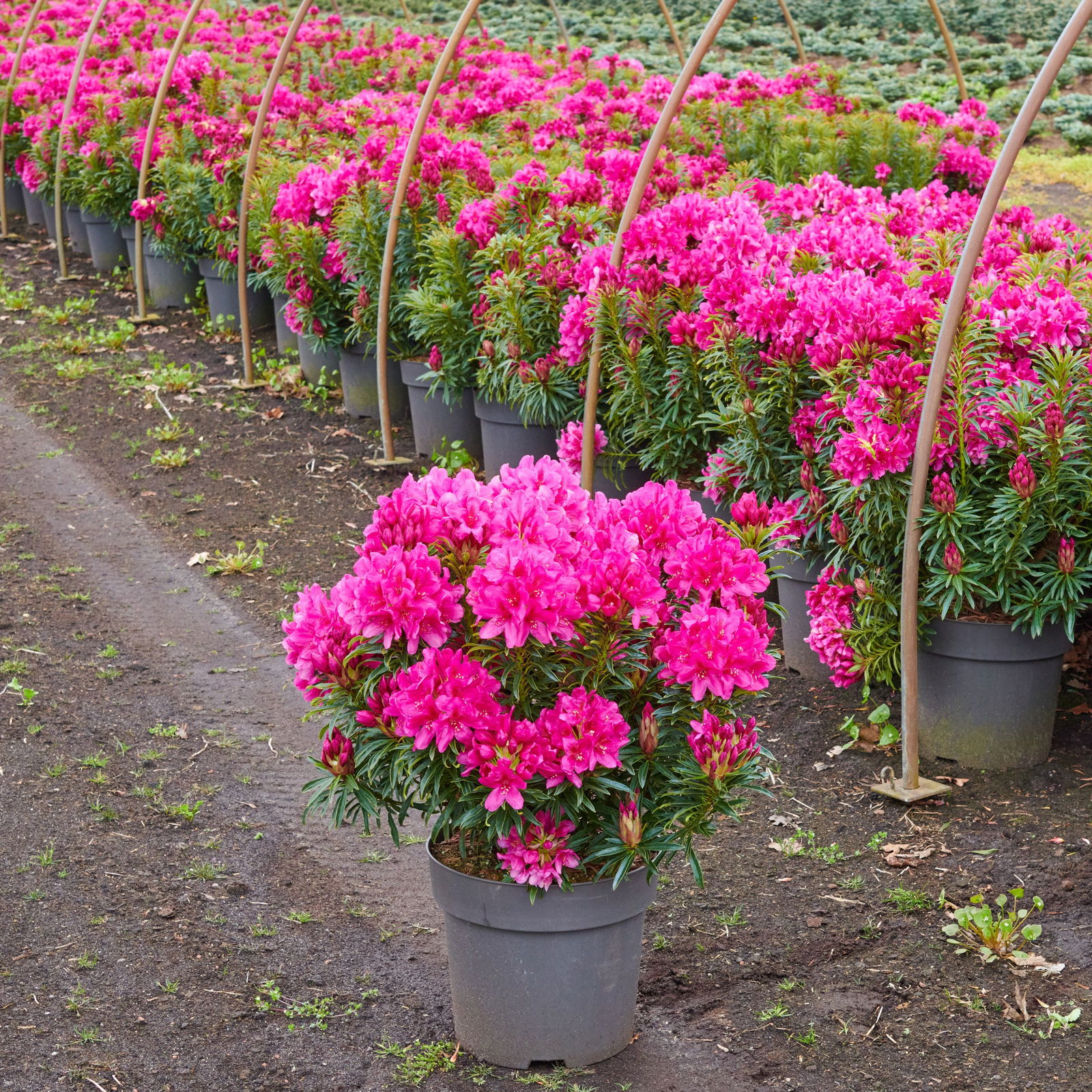 Rhododendron Grazeasy® Dark Pink - Rhododendron ponticum Grazeasy® Dark ...