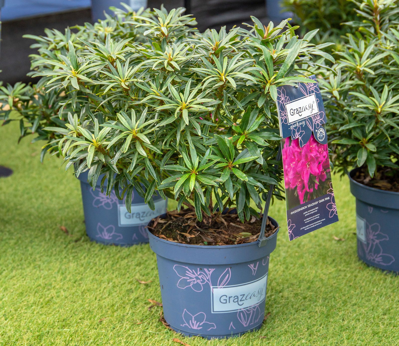 Rhododendron Grazeasy® Dark Pink - Rhododendron ponticum Grazeasy® Dark ...