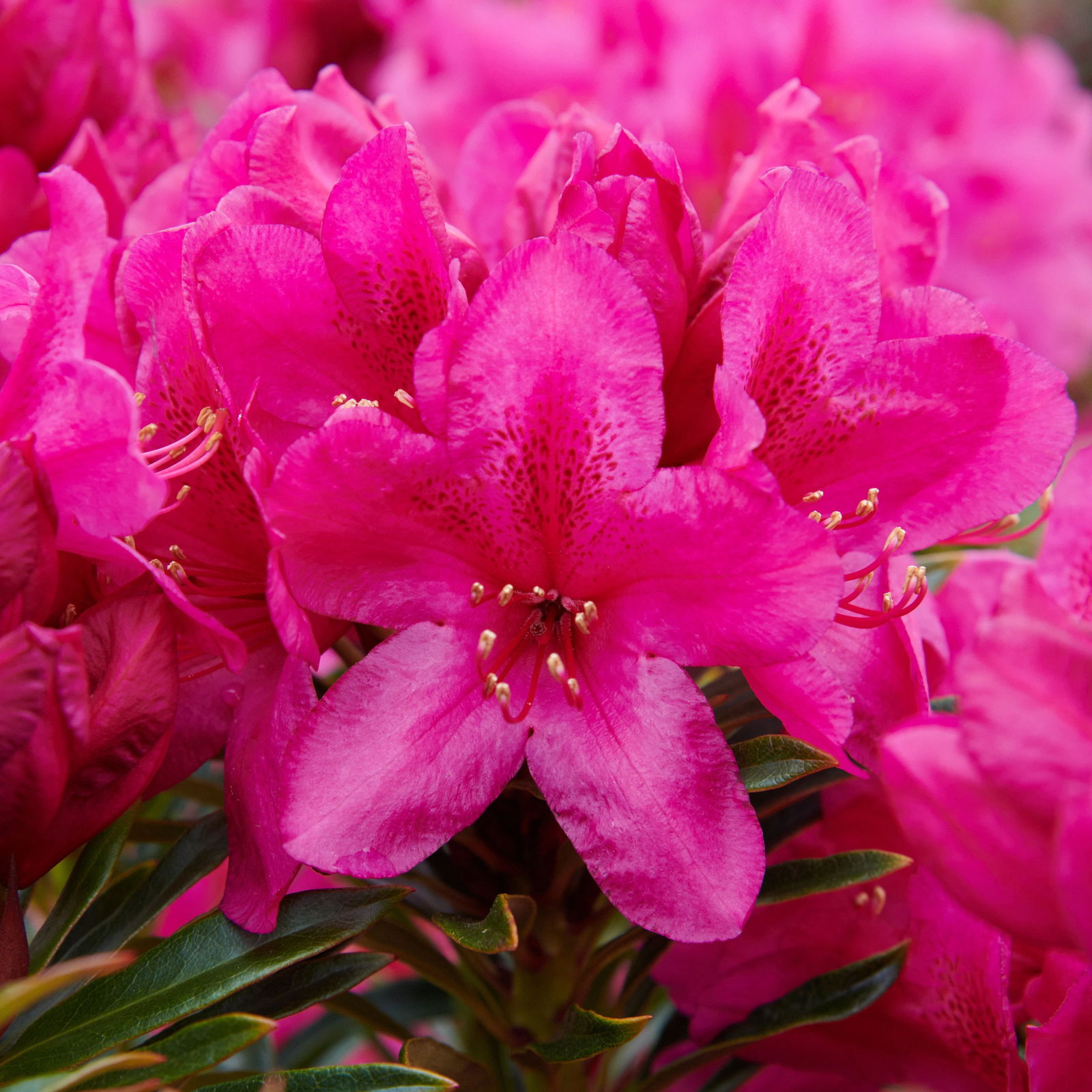 Rhododendron Grazeasy® Dark Pink - Rhododendron ponticum Grazeasy® Dark ...